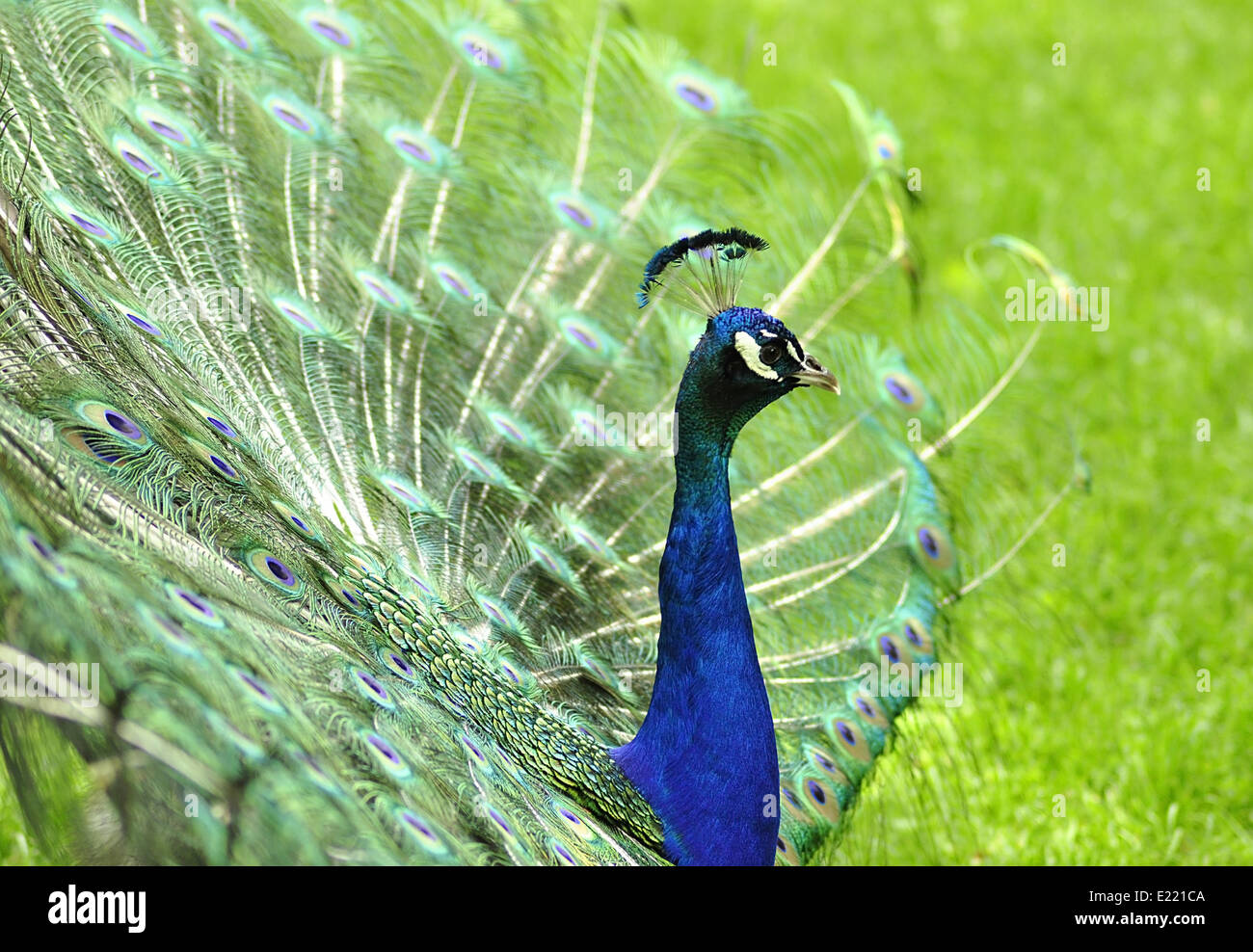 Peacock wings hi-res stock photography and images - Alamy