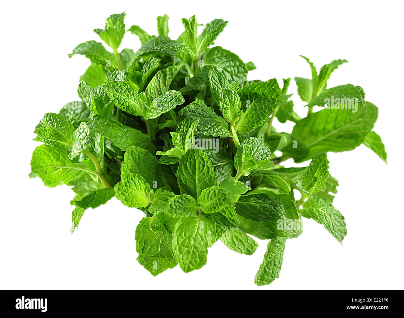 Sprigs of peppermint hi-res stock photography and images - Alamy