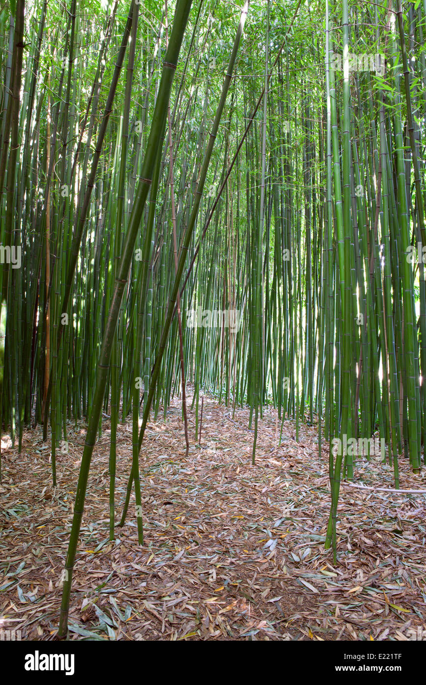 Green bamboo forest Stock Photo - Alamy