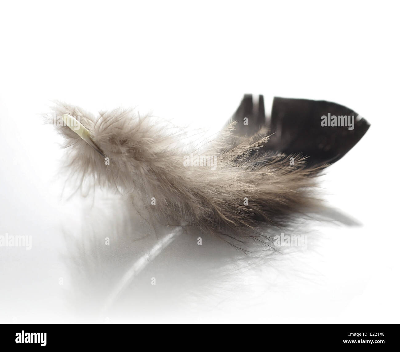 One feather hi-res stock photography and images - Alamy