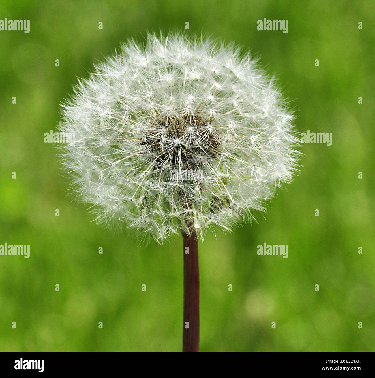 Field of dandelion puff hi-res stock photography and images - Alamy