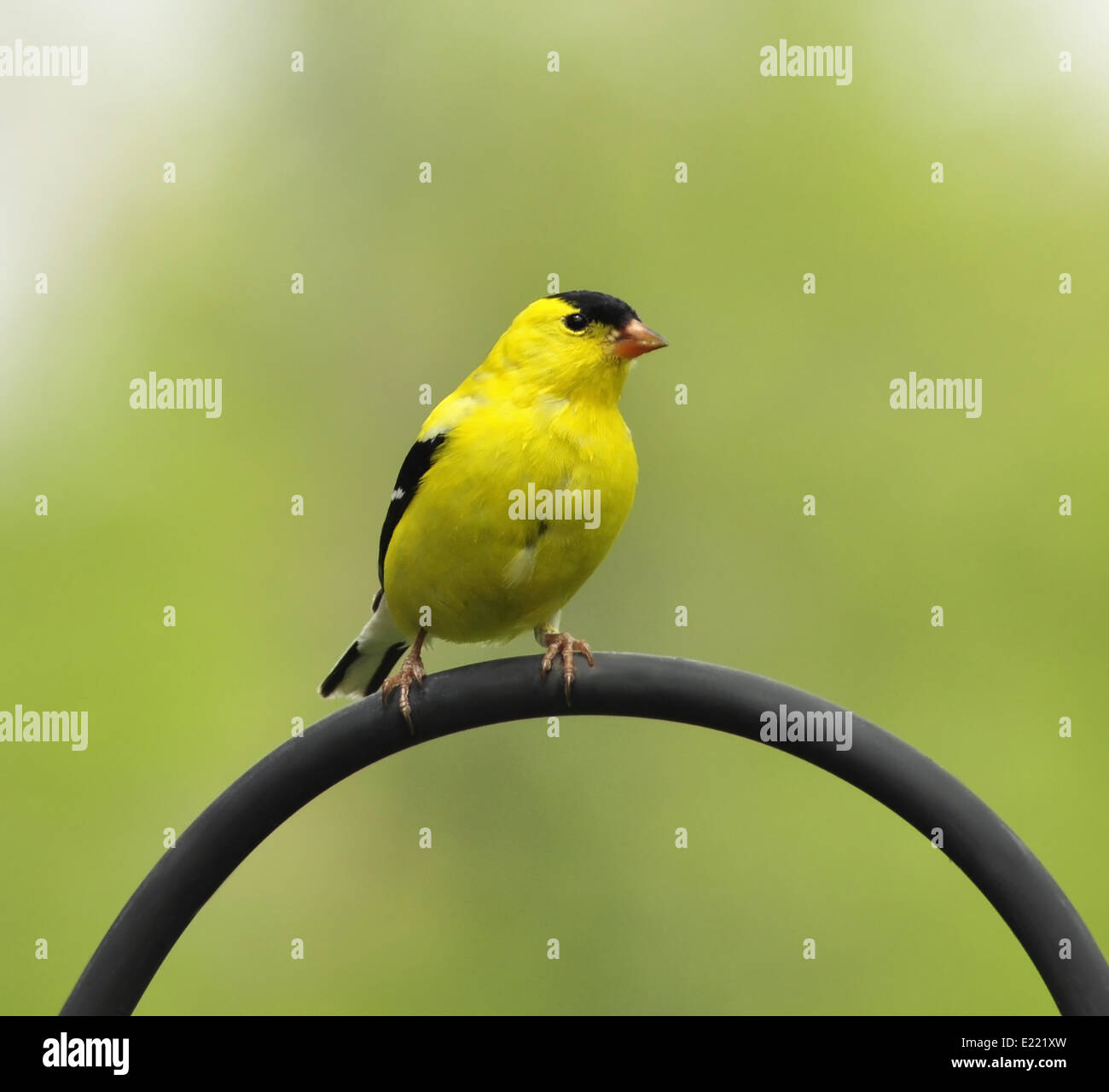 Gold finch yellow black and white hi-res stock photography and images ...