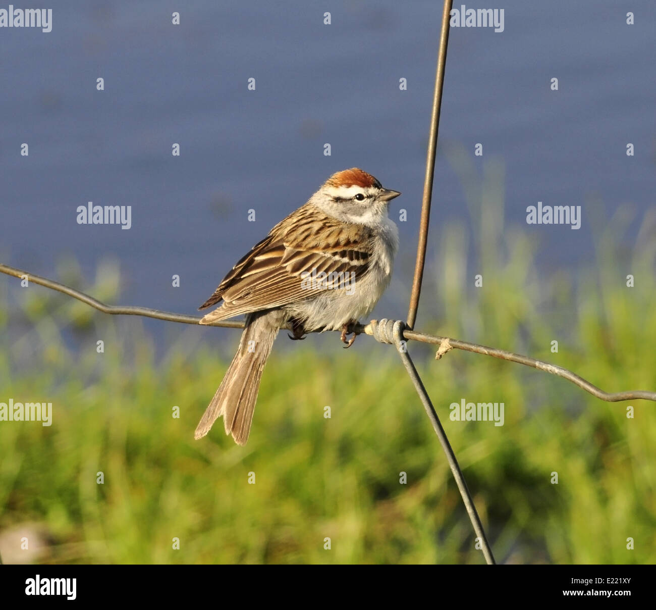 Sparrow farm hi-res stock photography and images - Alamy