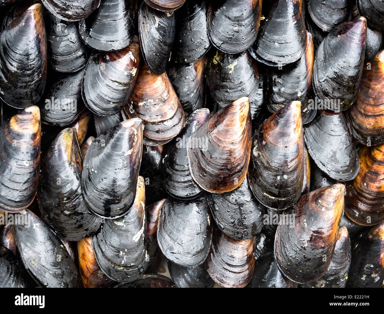 Ready to eat mussels hi-res stock photography and images - Alamy