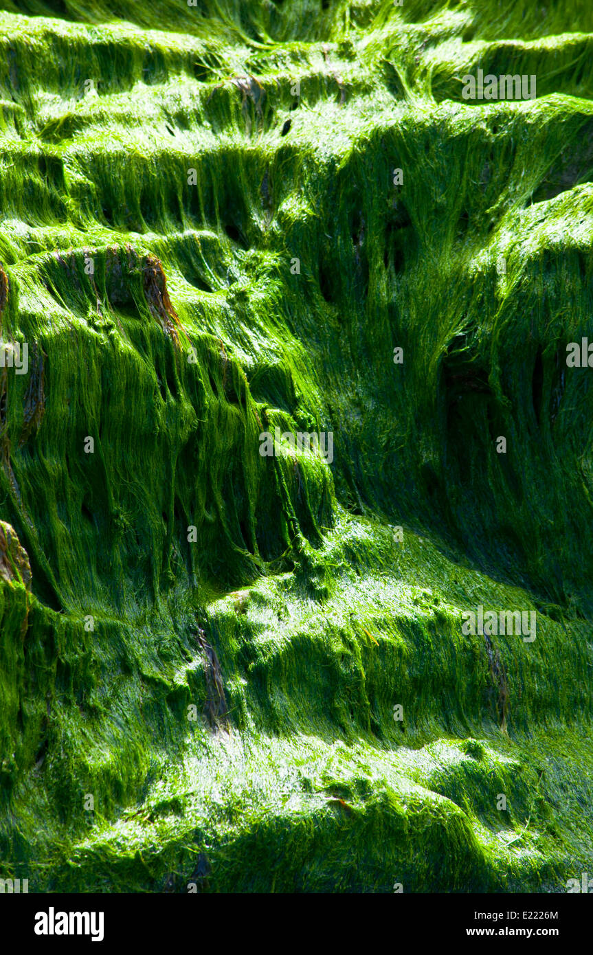 Seaweed on rocks hi-res stock photography and images - Alamy