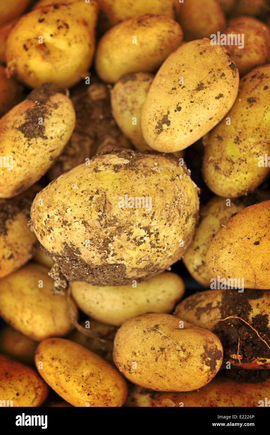 Bio potato hi-res stock photography and images - Alamy