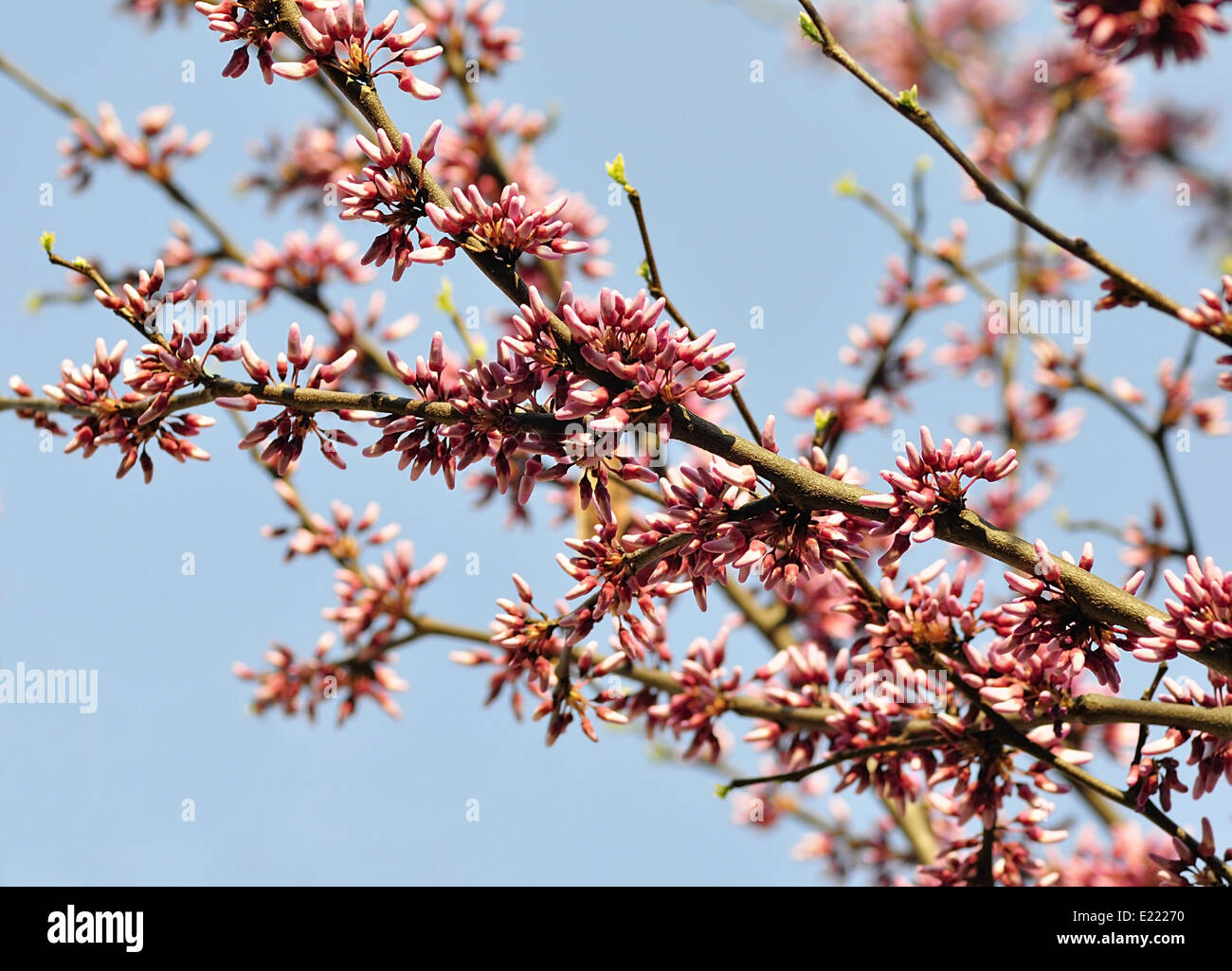 Eastern red bud tree Stock Photo - Alamy