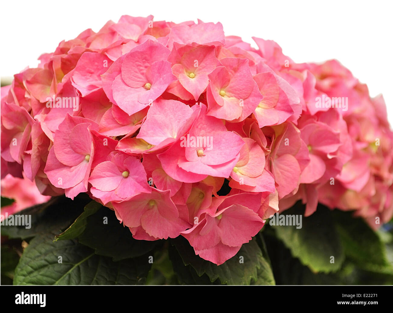 Hortensia bush hi-res stock photography and images - Alamy