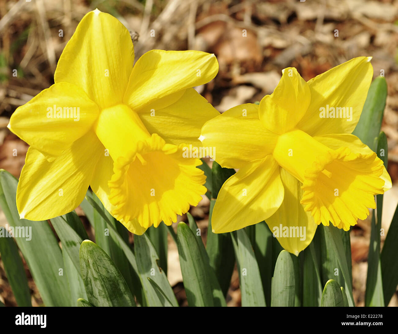 Daffodil heads hi-res stock photography and images - Alamy