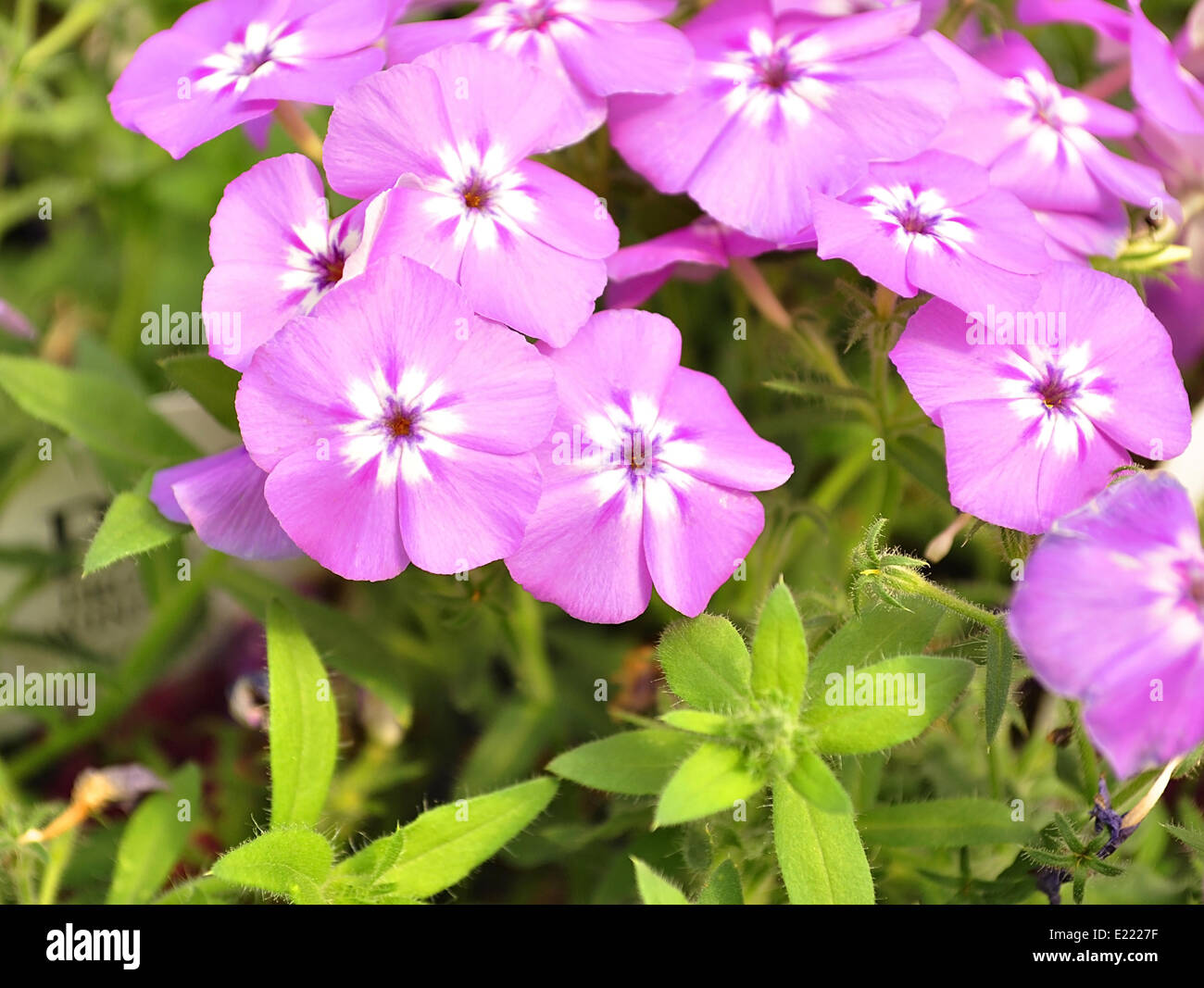 Beautiful phlox flowers hi-res stock photography and images - Alamy