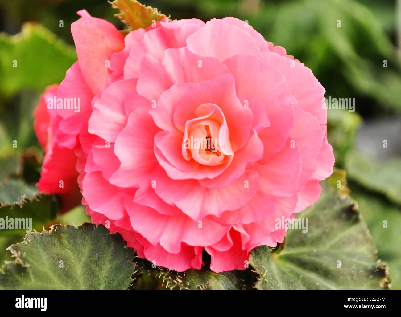 Begonia leaf details hi-res stock photography and images - Alamy