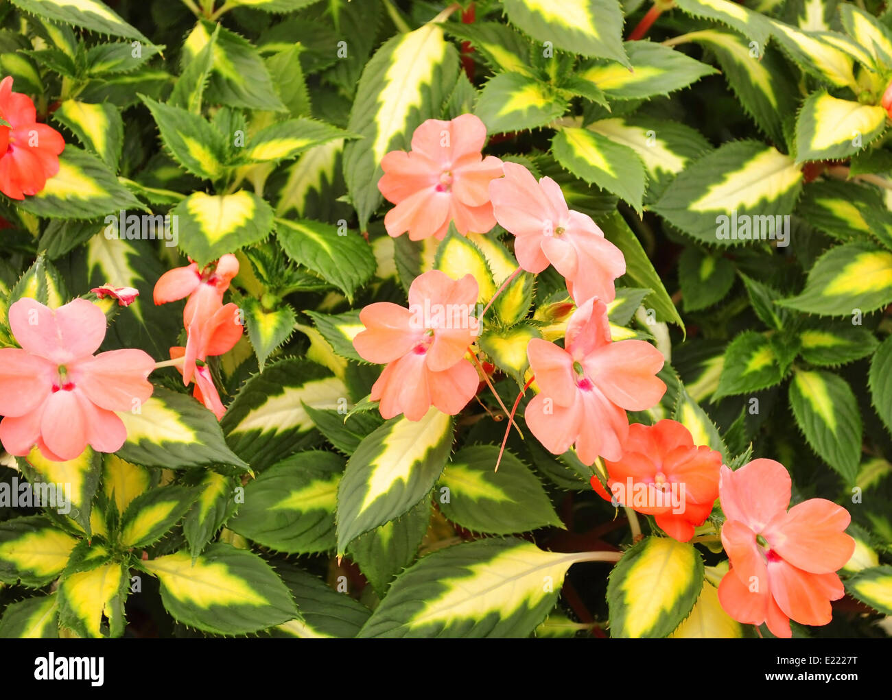 Begonia leaf details hi-res stock photography and images - Alamy