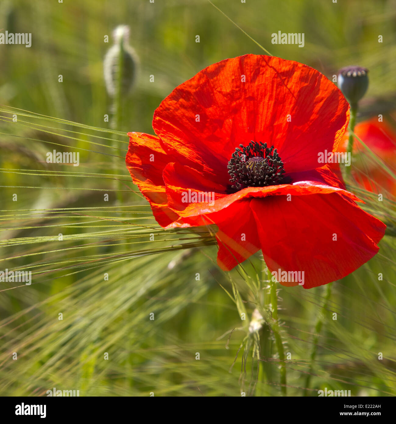 Poppies In Soil Weeds High Resolution Stock Photography and Images - Alamy
