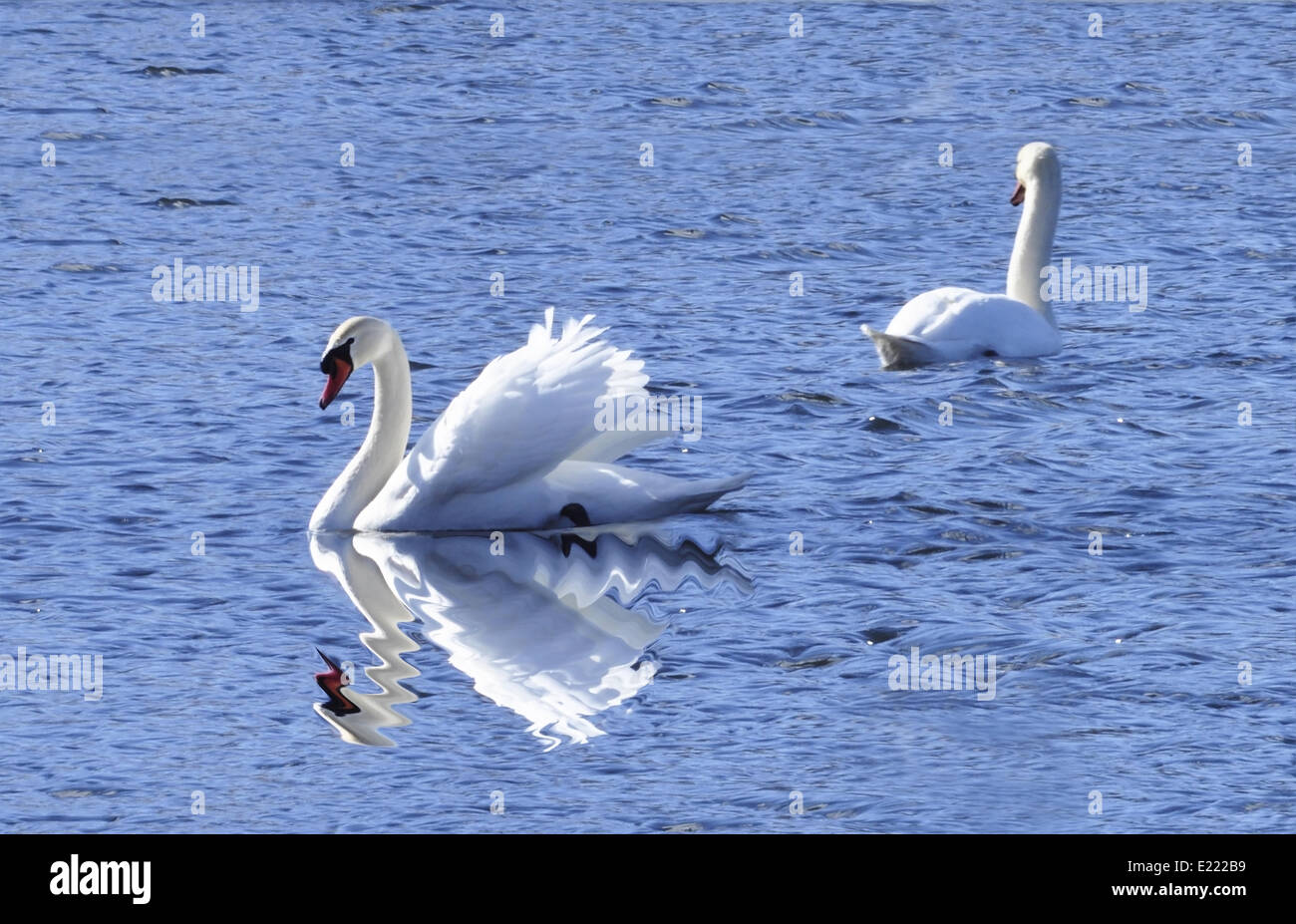 Many swan hi-res stock photography and images - Alamy