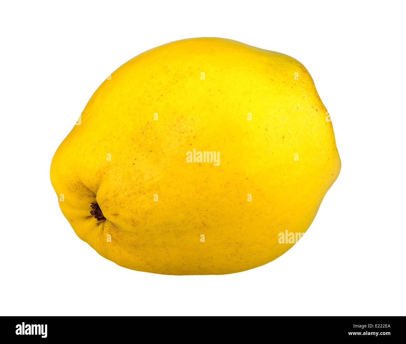 One quince hi-res stock photography and images - Alamy