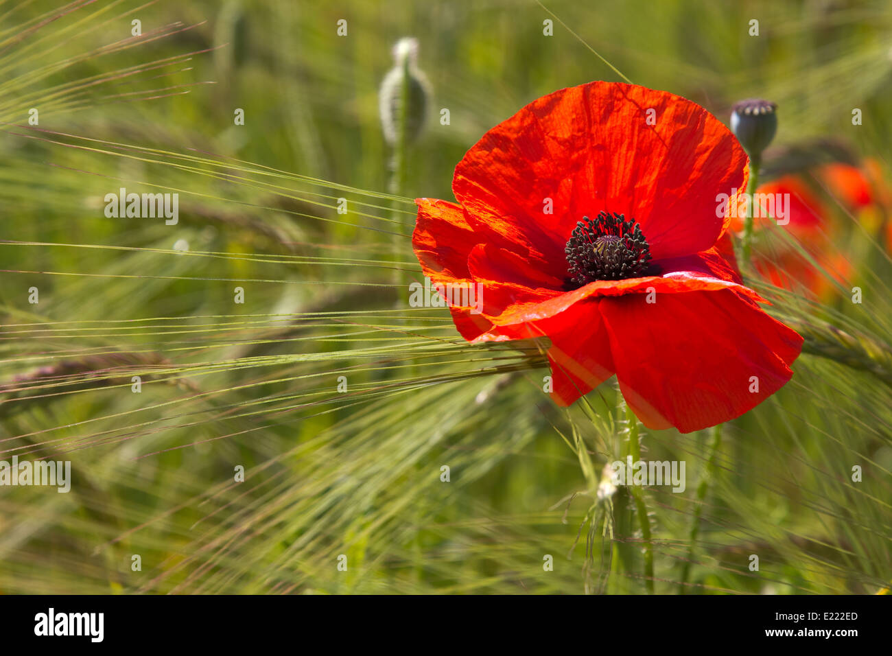 Poppy blowing in the breeze hi-res stock photography and images - Alamy