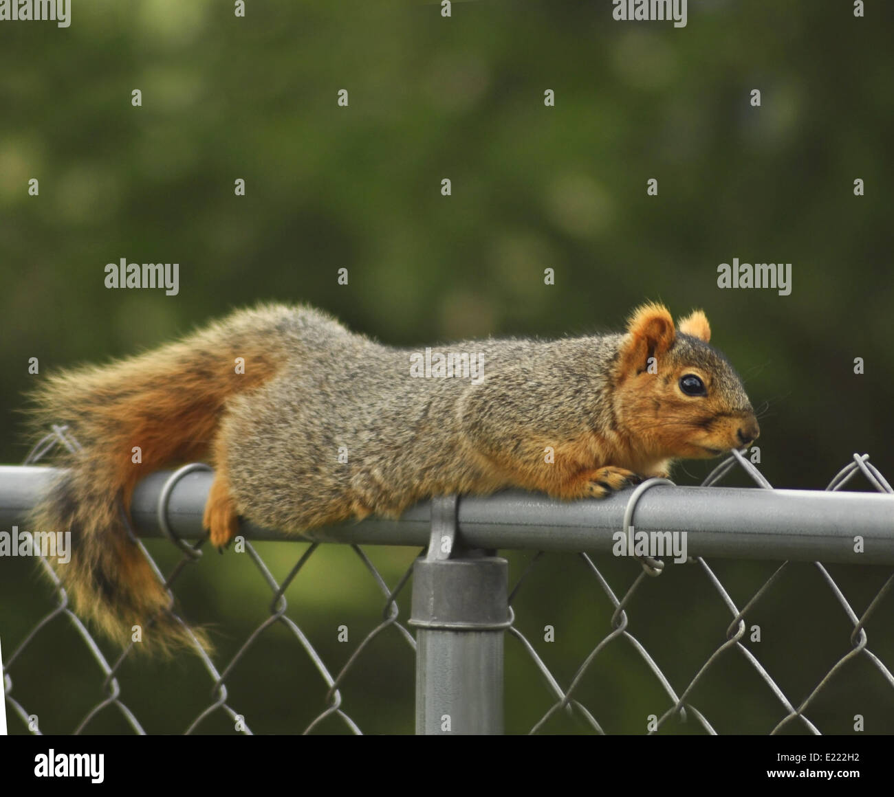 Fox squirrel hi-res stock photography and images - Alamy