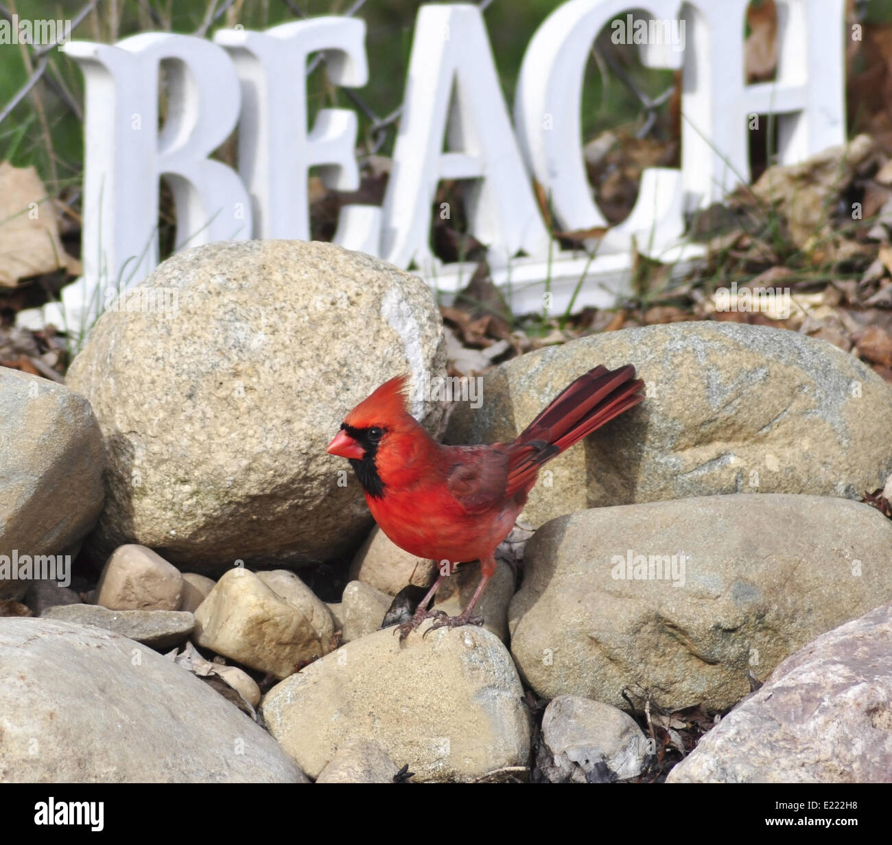 Northern cardinal hi-res stock photography and images - Alamy