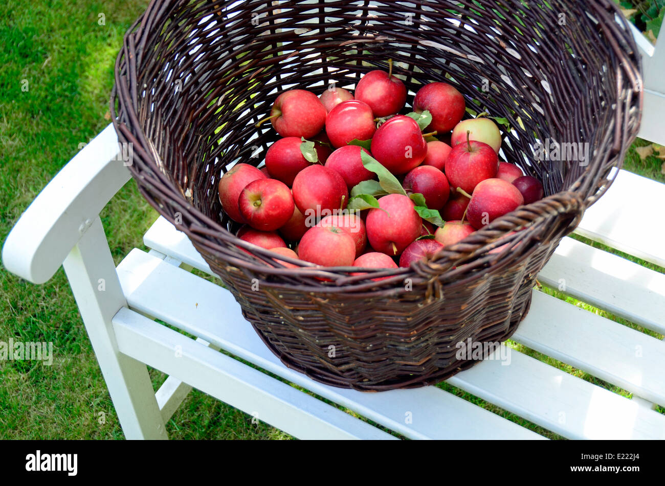basket of picked apples in my garden Stock Photo - Alamy