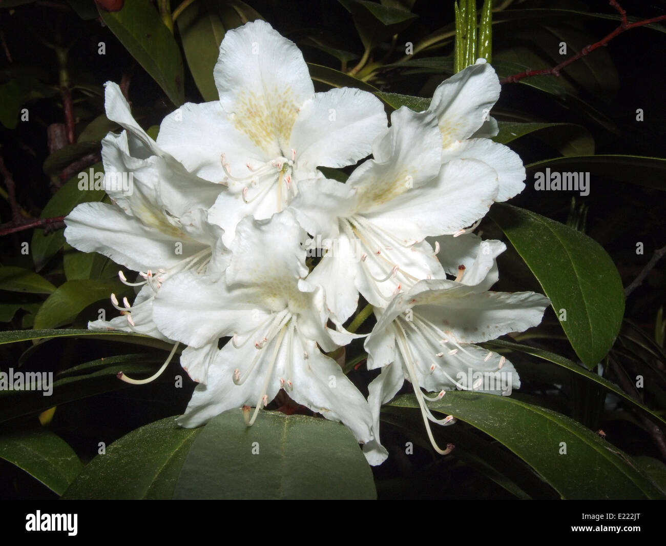Rhododendron tree shrub shrubs hi-res stock photography and images - Alamy