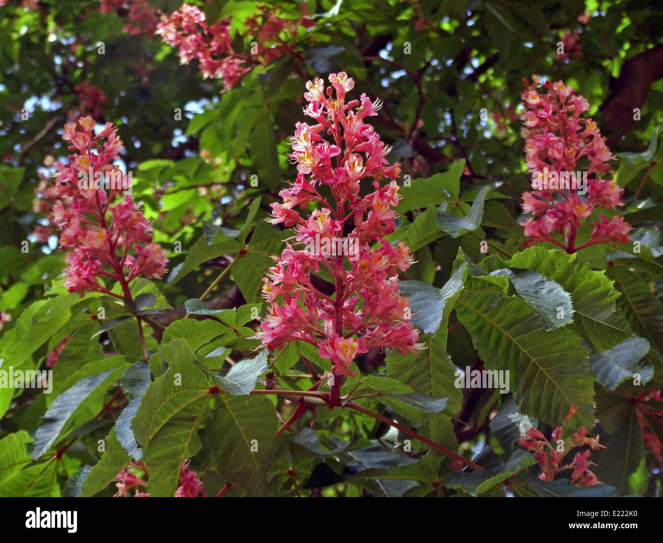 red chestnut ( Aesculus hippocastanum Stock Photo - Alamy