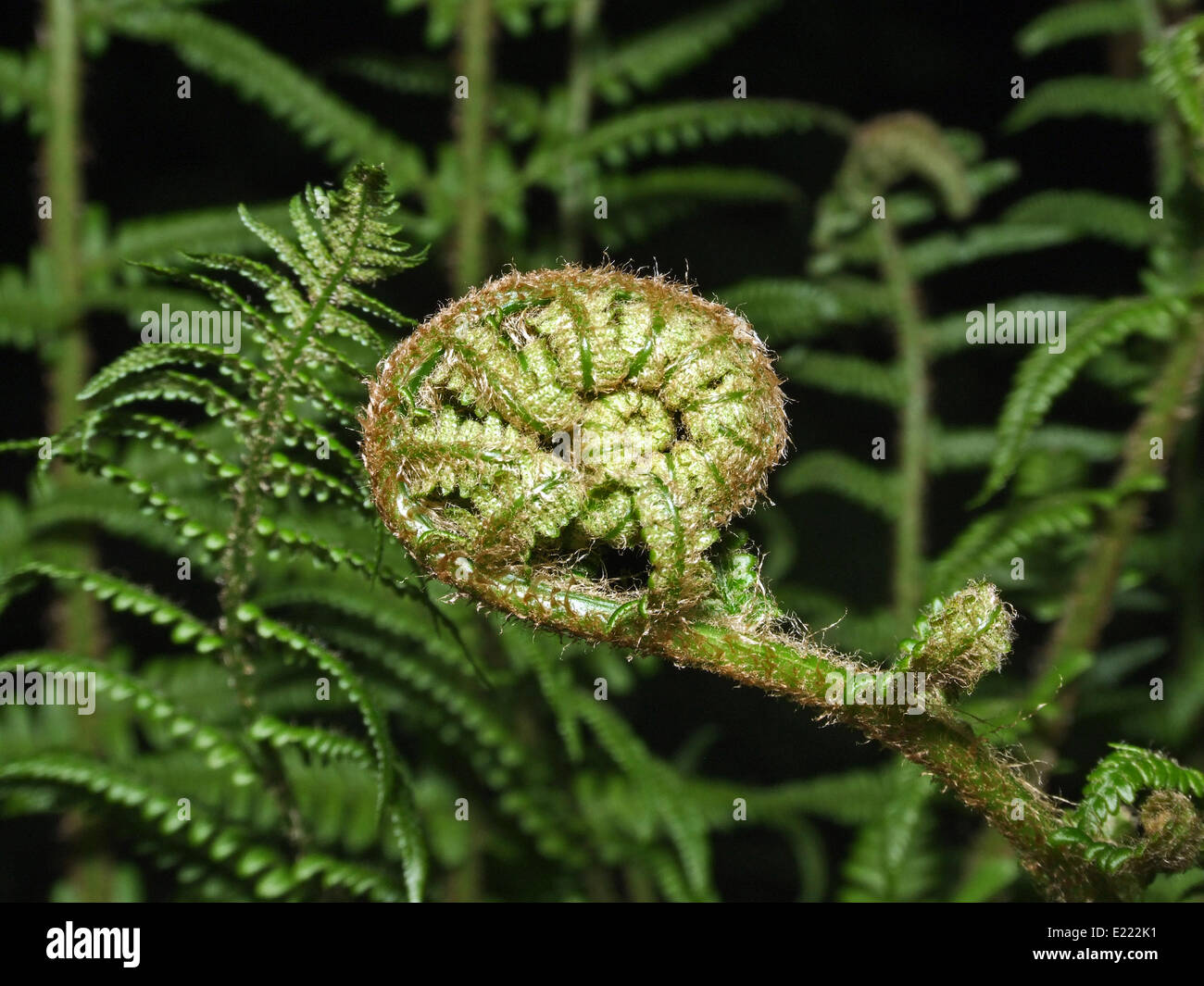 a leaf of fern (Athyrium filix-femina Stock Photo - Alamy