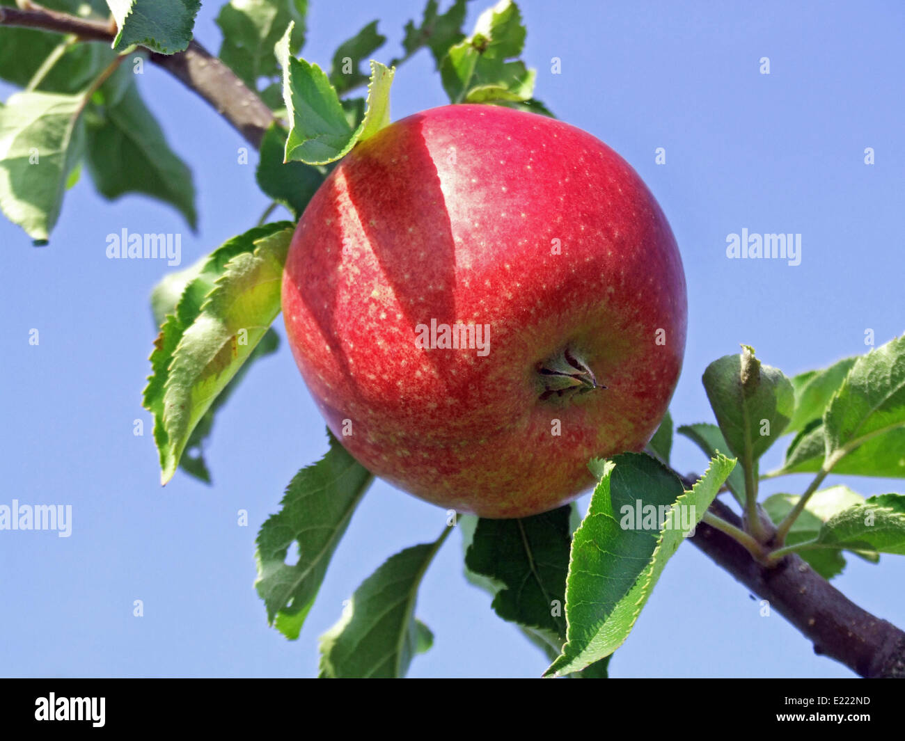 Roter apfelbaum hi-res stock photography and images - Alamy