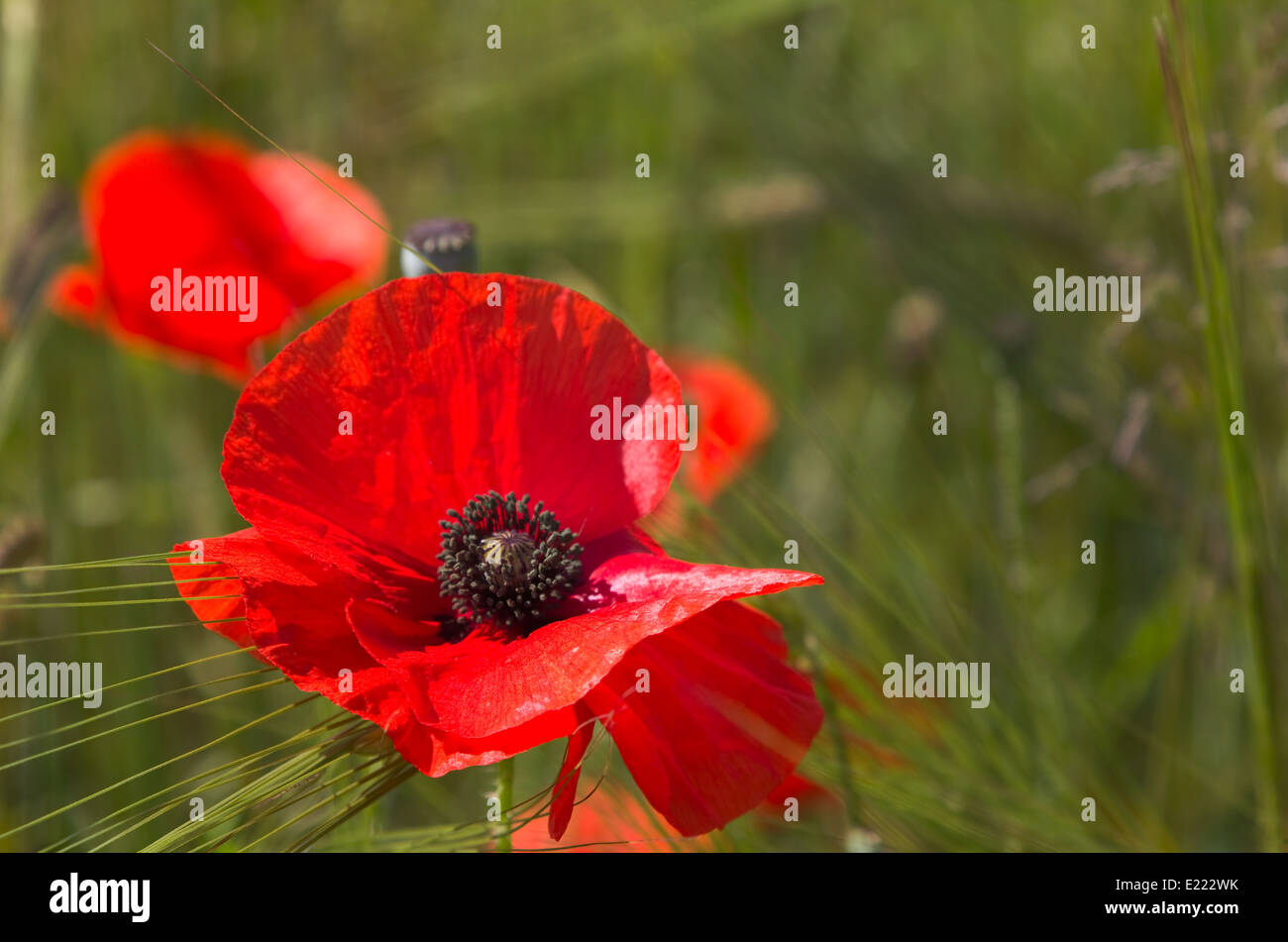 Poppy blowing in the breeze hi-res stock photography and images - Alamy