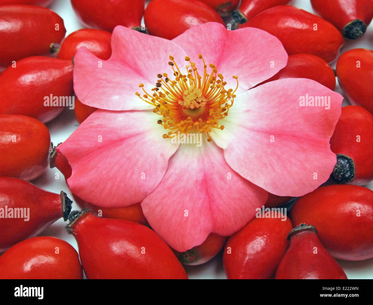Haws rosa canina hi-res stock photography and images - Alamy