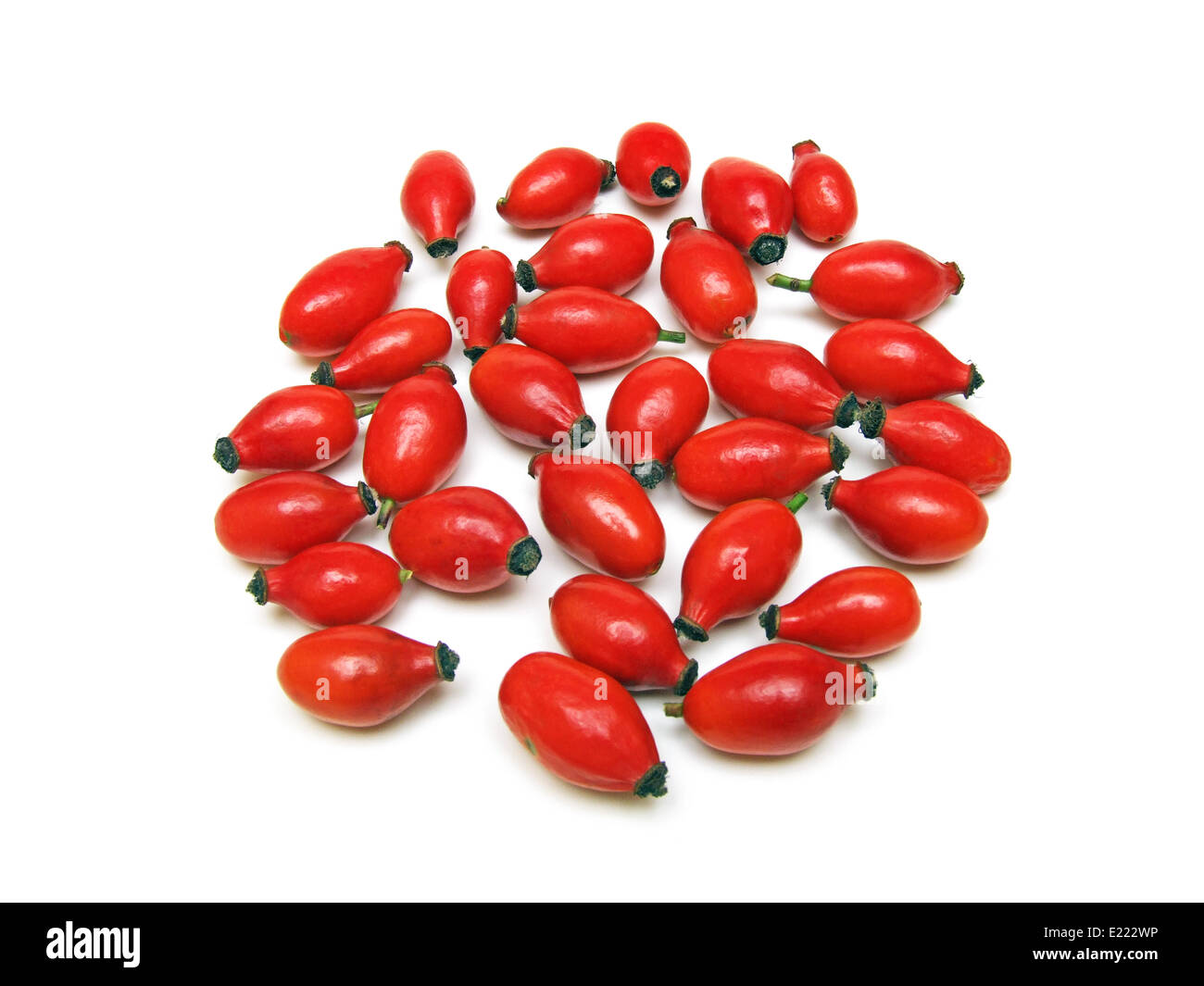 Haws Rosa Canina High Resolution Stock Photography and Images - Alamy