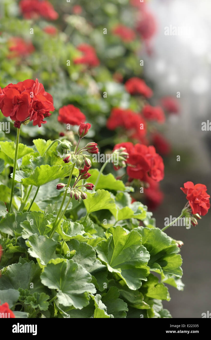 Red Garden Geranium Flowers Stock Photo - Alamy