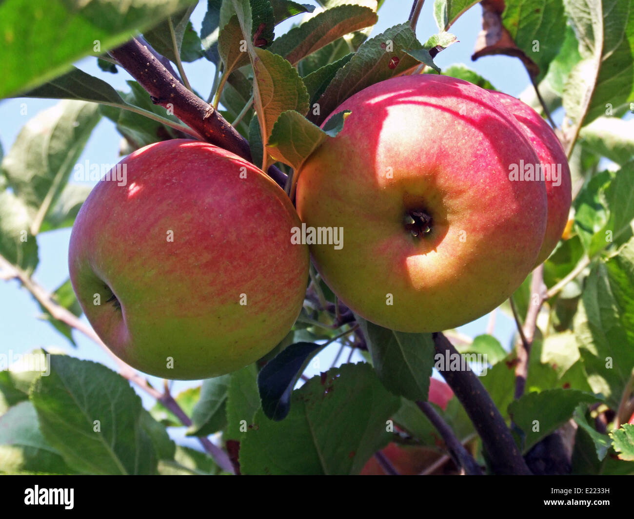 Roter apfelbaum hi-res stock photography and images - Alamy