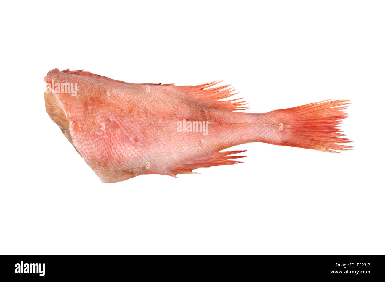 Grouper tail hi-res stock photography and images - Alamy