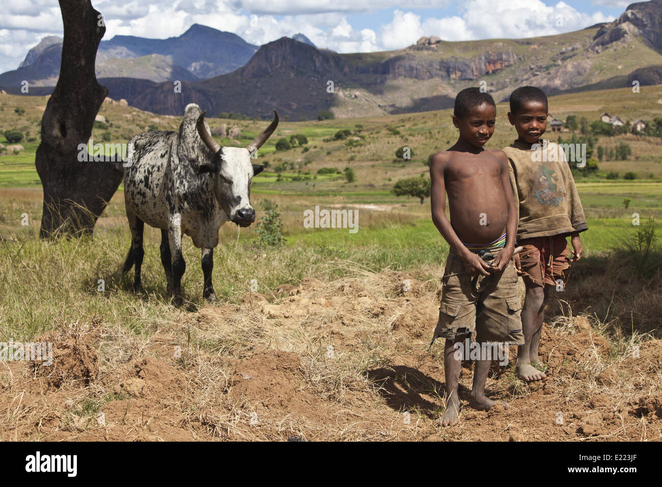 Southern african indigenous trees hi-res stock photography and images ...
