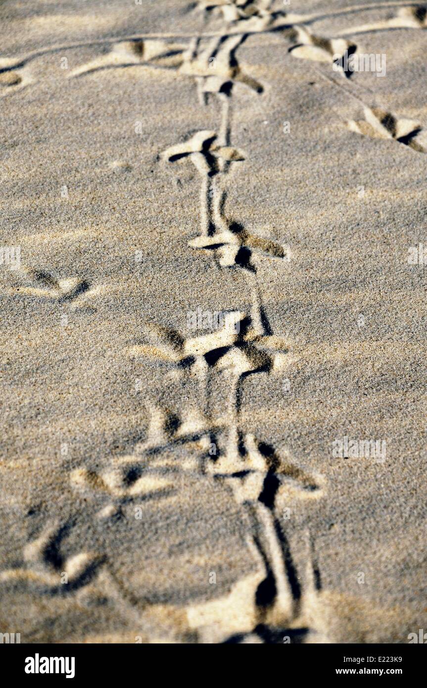 Footprints feet bird prints hi-res stock photography and images - Alamy