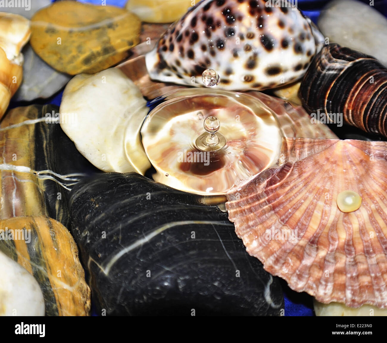 shells in water Stock Photo - Alamy