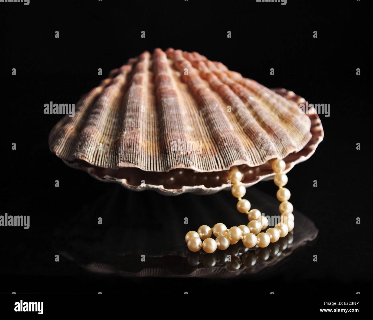 Shell inside hi-res stock photography and images - Alamy