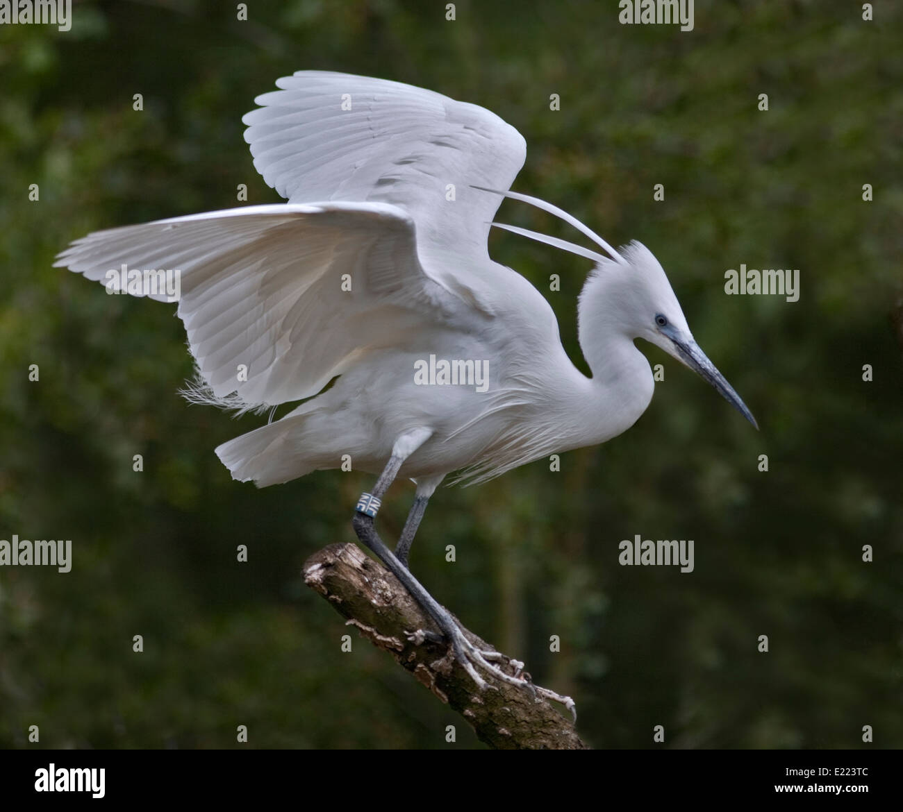 Little Egret (egretta garzetta Stock Photo - Alamy