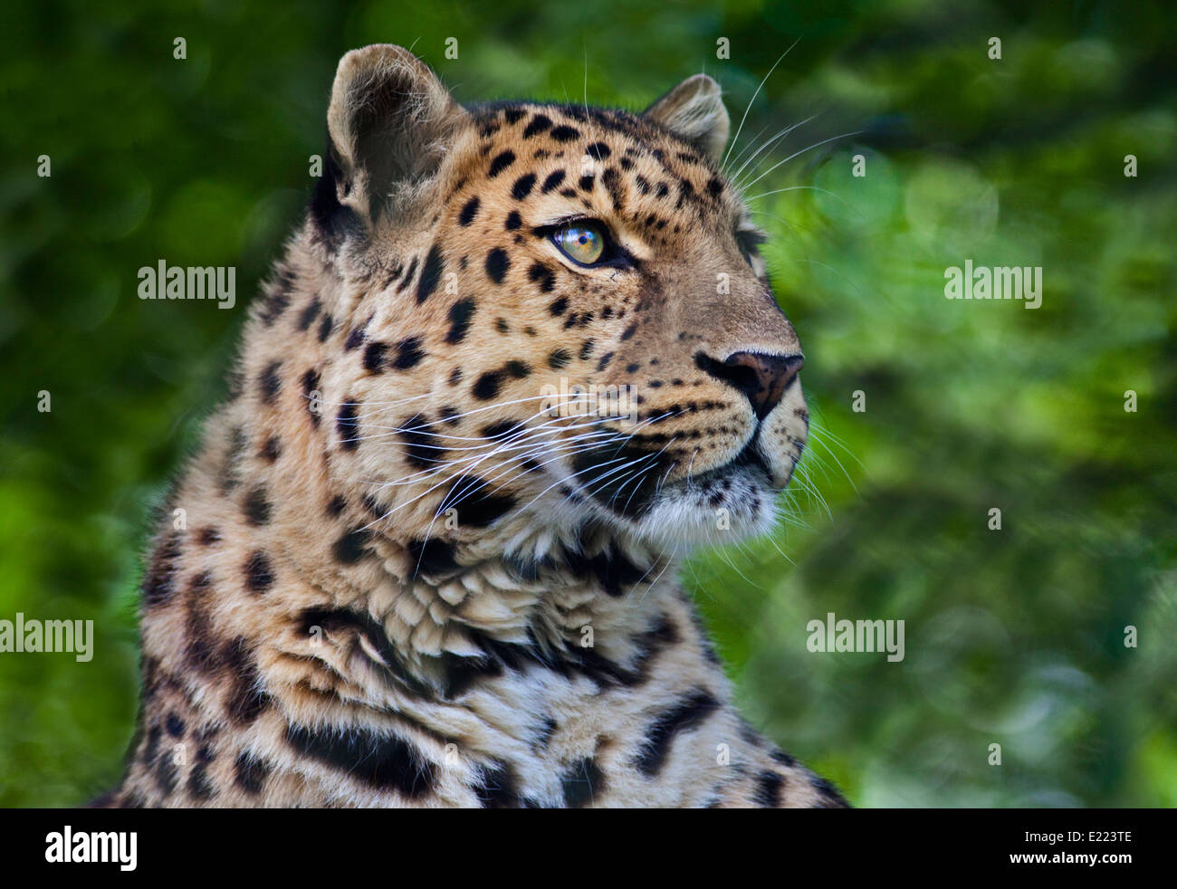 Amur Leopard (panthera pardus orientalis Stock Photo - Alamy