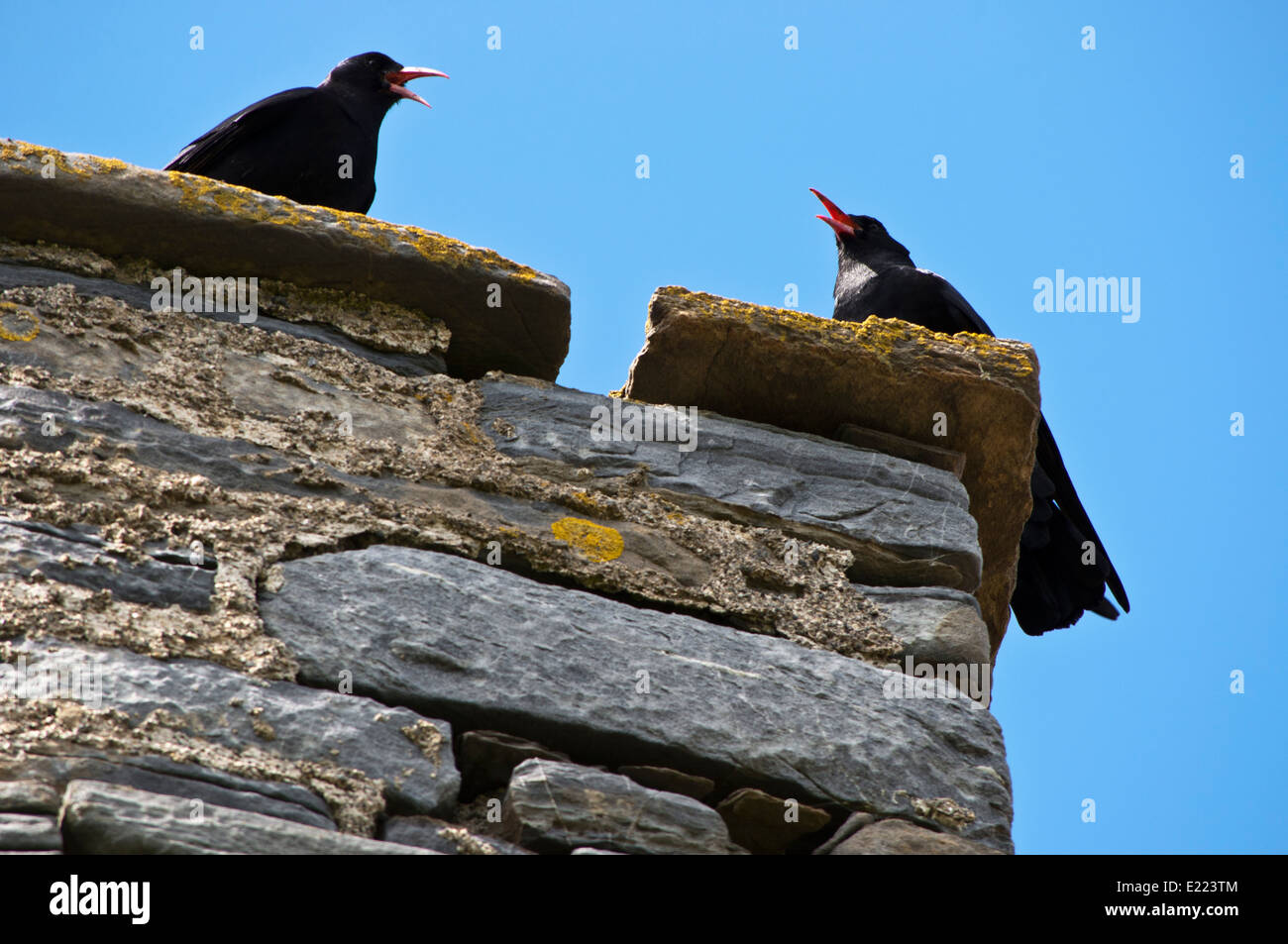 Irish Chough pyrrhocorax Stock Photo - Alamy