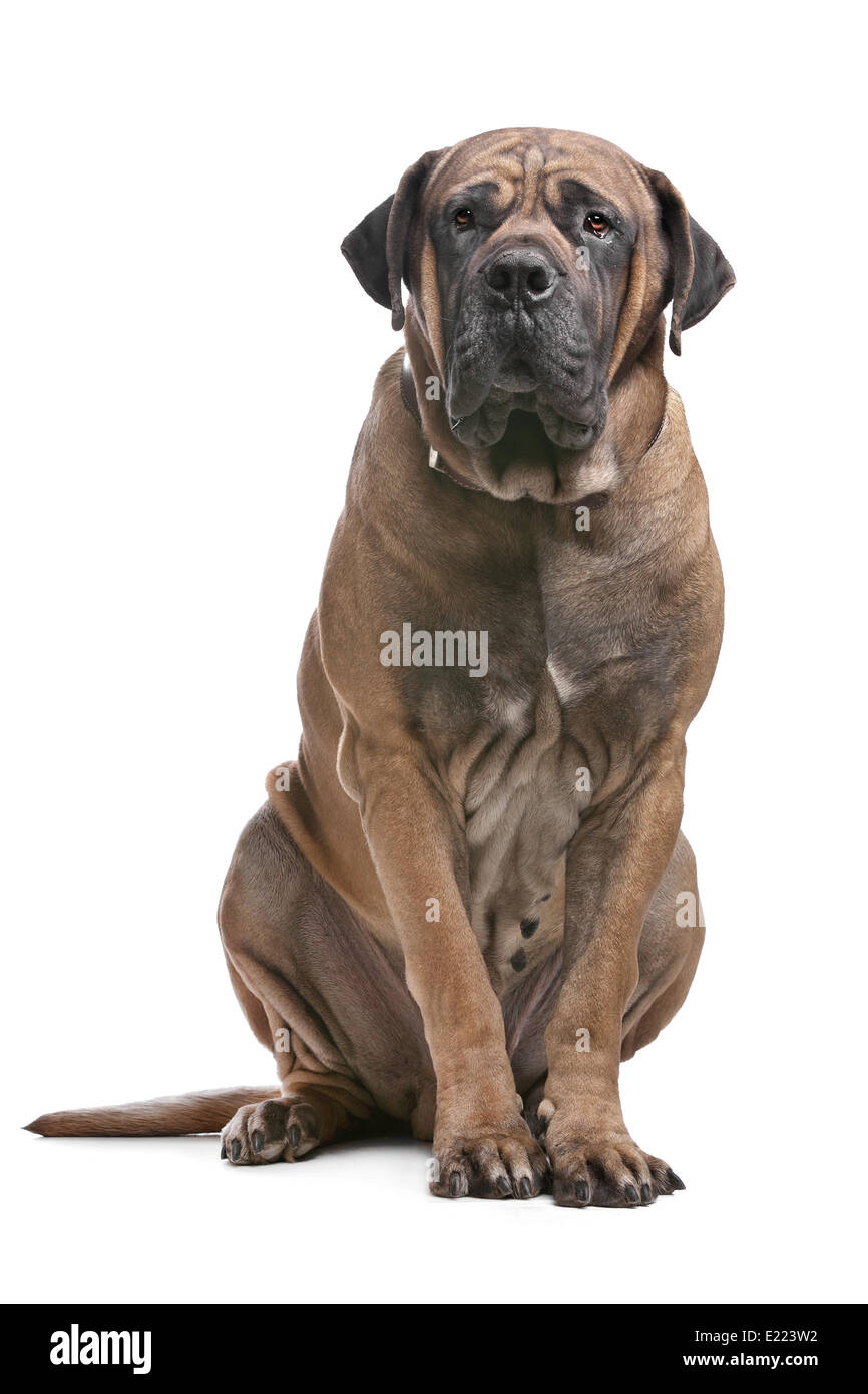 Boerboel breed hi-res stock photography and images - Alamy
