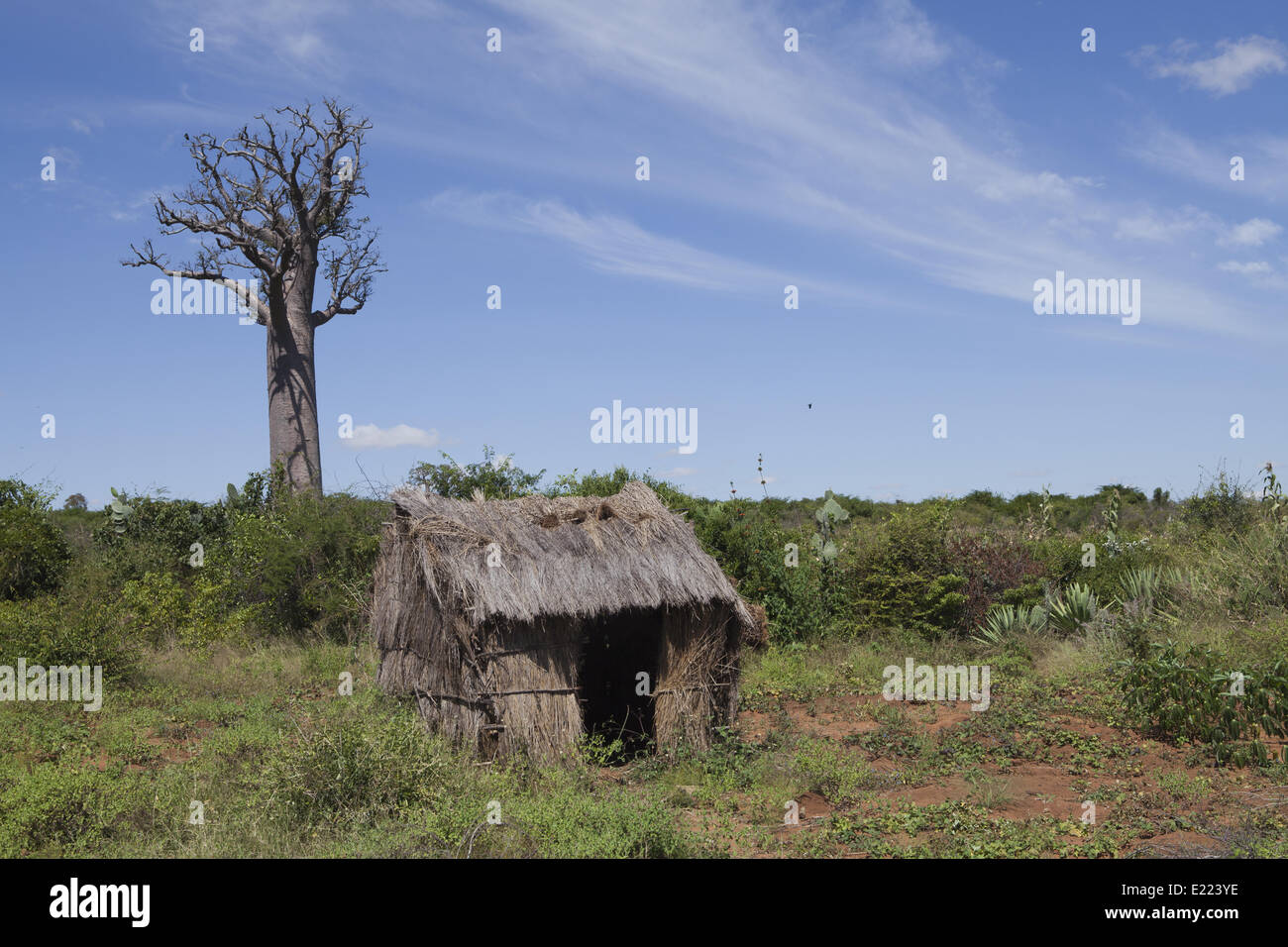 Baobab tree and natives' huts, Madagascar Stock Photo - Alamy