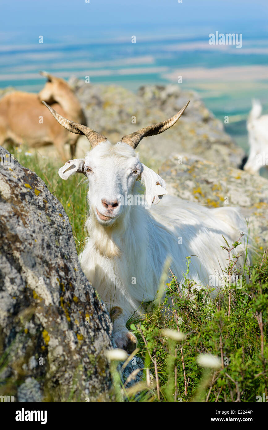 Goat lying down hi-res stock photography and images - Alamy