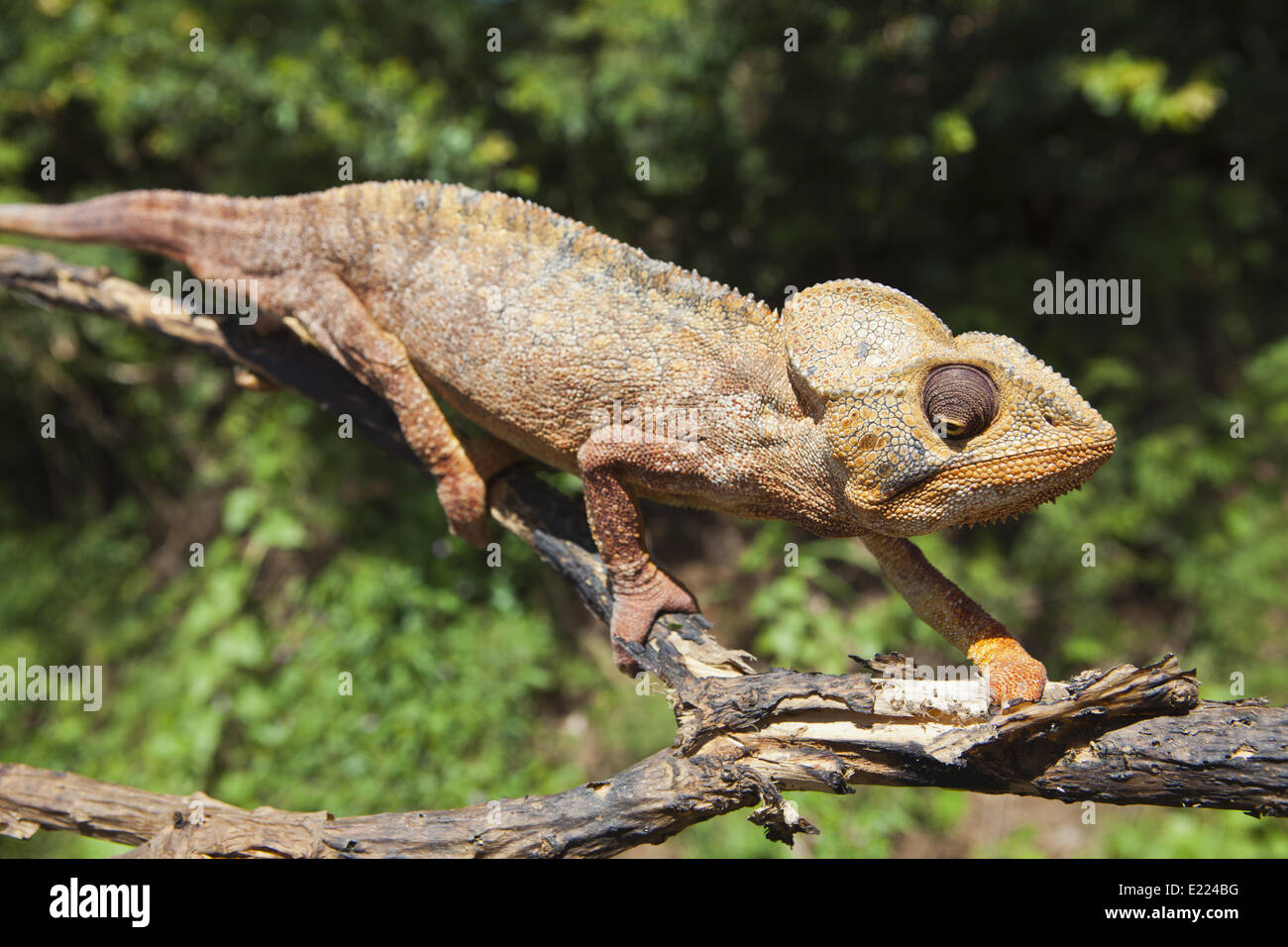 Chameleon, Chamaeleonidae, Madagascar, Africa Stock Photo - Alamy