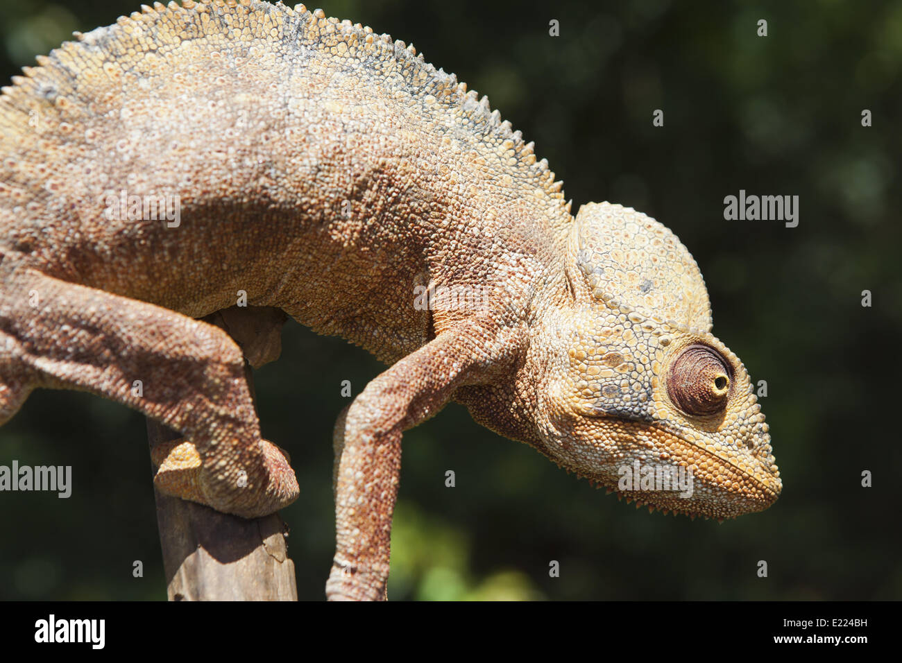 Chameleon, Chamaeleonidae, Madagascar, Africa Stock Photo - Alamy