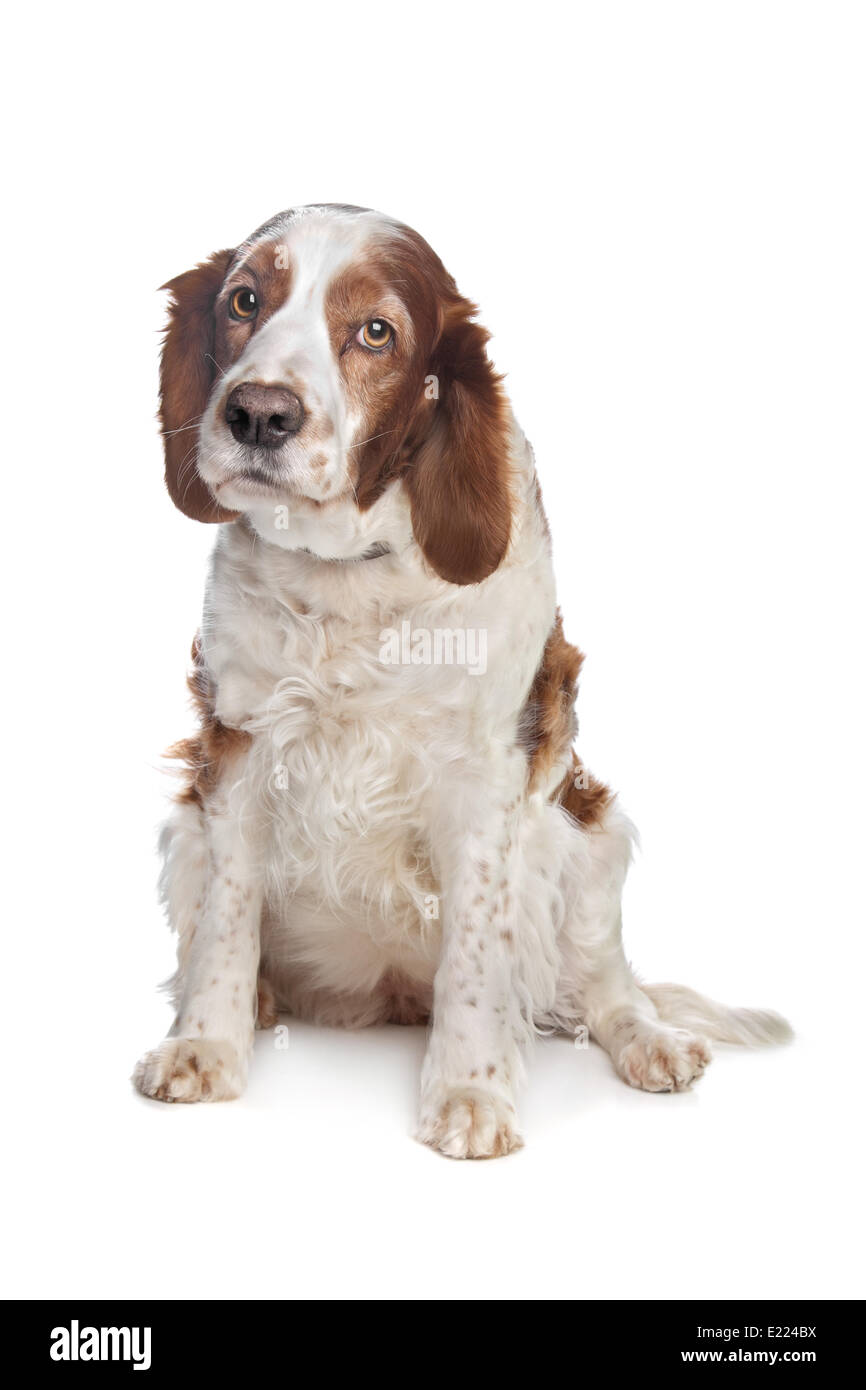 Welsh springer spaniel hi-res stock photography and images - Alamy
