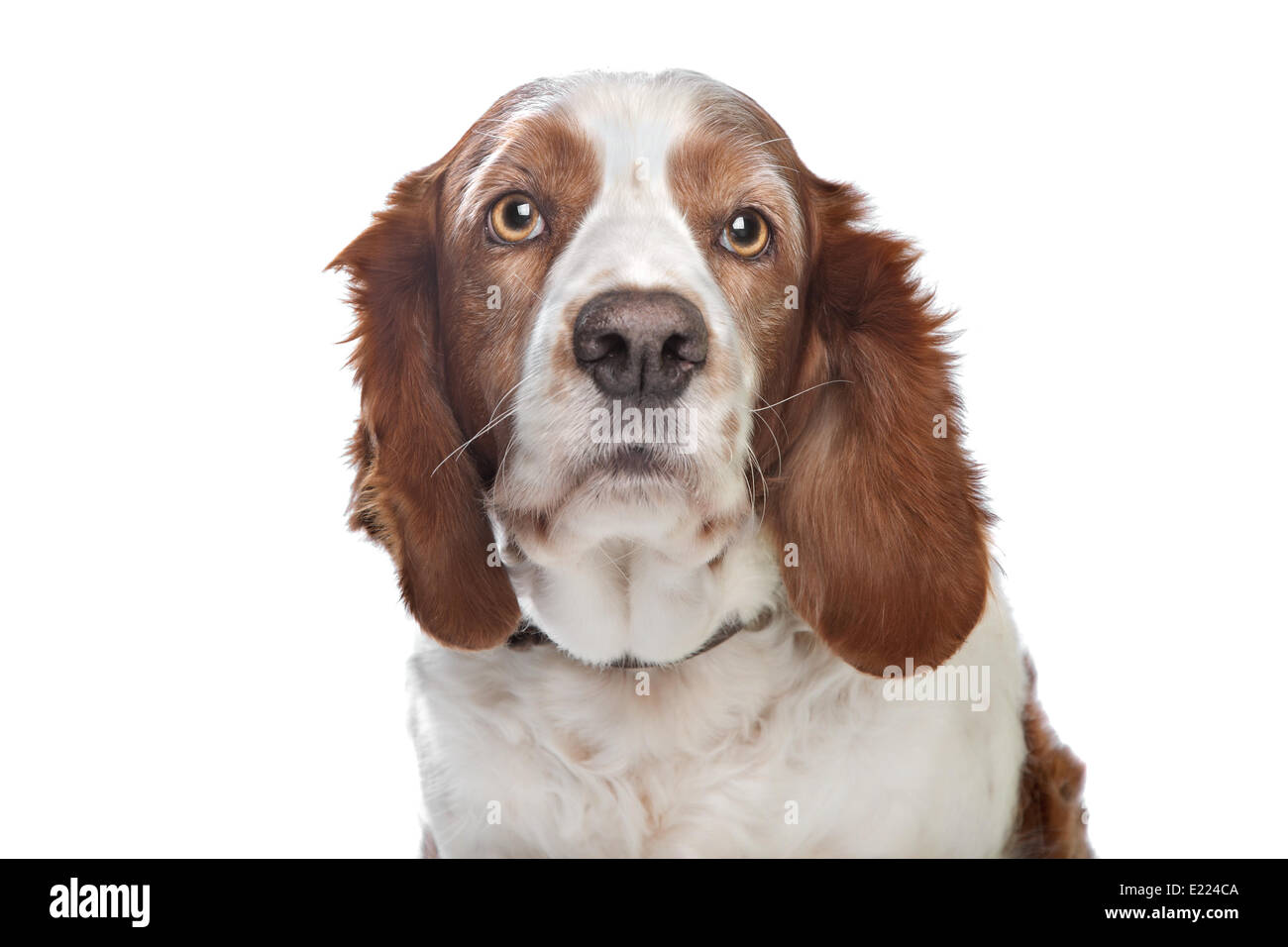 Welsh Springer Spaniel Stock Photo - Alamy