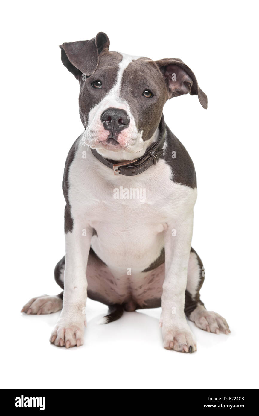 American stafford hi-res stock photography and images - Alamy