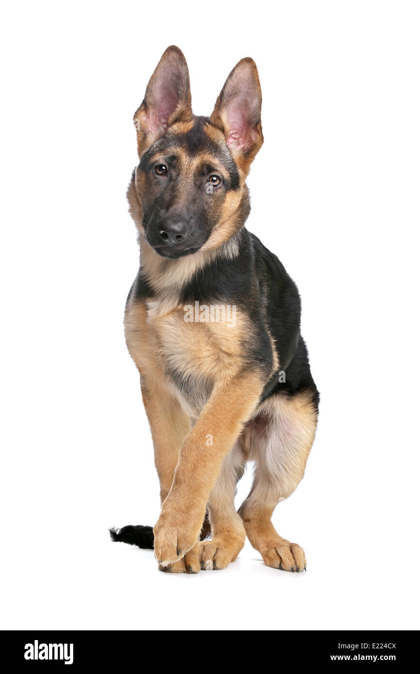 German Shepherd puppy Stock Photo - Alamy