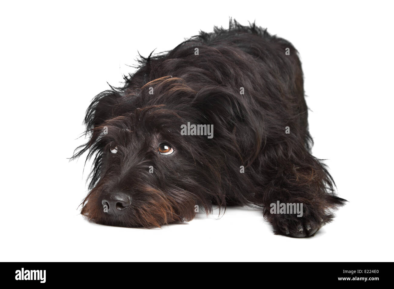black mixed breed dog Stock Photo - Alamy